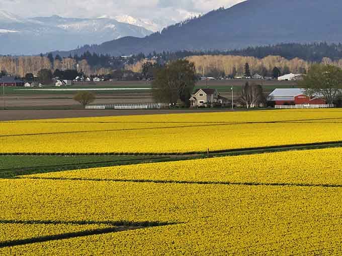 Spring transforms the Skagit Valley into a golden sea of daffodils that stretches impossibly far.