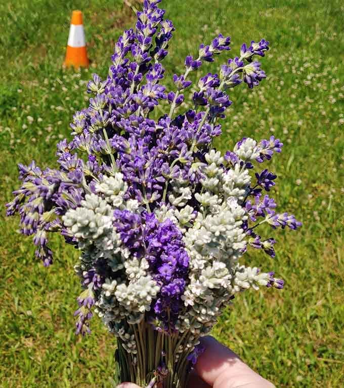 A freshly picked bouquet that'll make your house smell better than any candle store ever could.