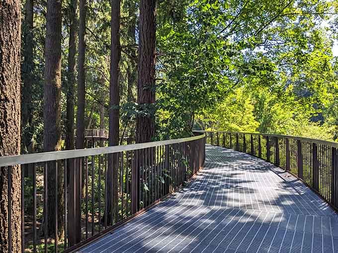 The aerial walkway curves gracefully through the canopy, offering a bird's-eye view of the forest below.