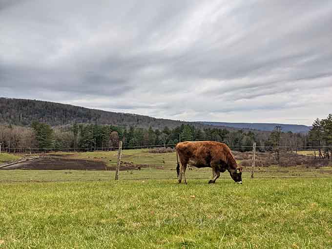 A lone cow grazing with mountain backdrop, living its absolute best pastoral life in the Berkshires.