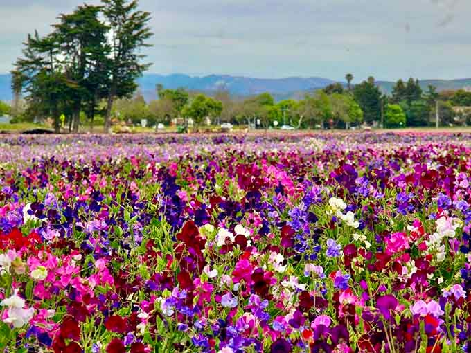 Sweet peas in every color imaginable create a riot of blooms that smells as good as it looks.