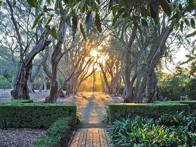 Golden hour light filtering through the tree canopy transforms an ordinary walkway into something straight out of a fairy tale.