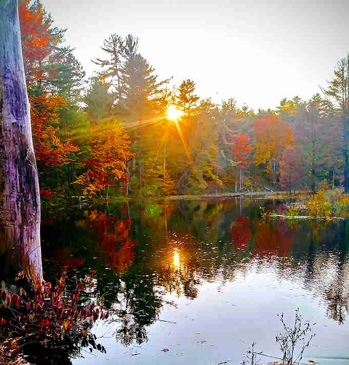 Sunset over the pond delivers that golden hour magic photographers dream about, available here without filters or fakery.