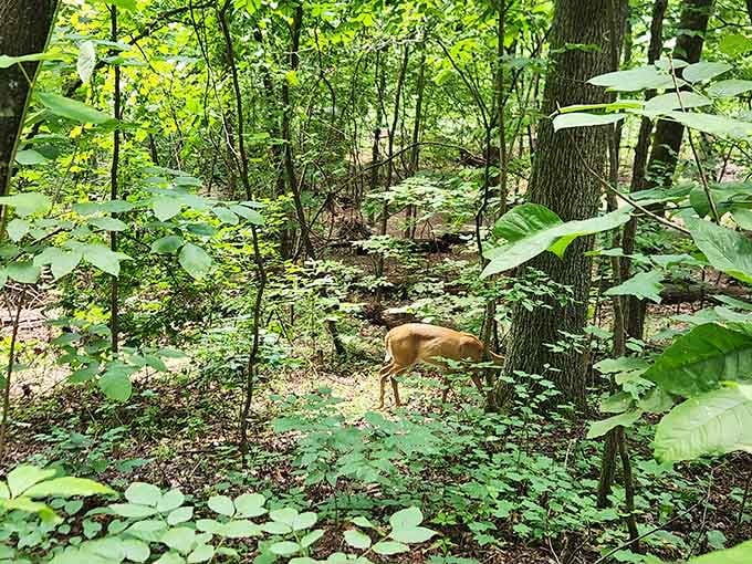 Wildlife sightings add unexpected magic to your hike, though deer are considerably friendlier than the bears mentioned earlier.