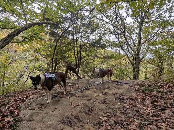 Four-legged hiking companions enjoying the trail just as much as their humans, possibly more since they don't worry about tomorrow's soreness.