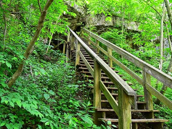 These wooden stairs lead you up into the forest canopy where the real magic of the park reveals itself.