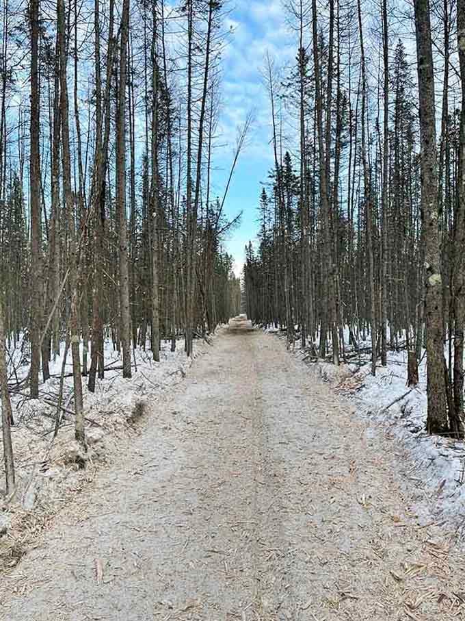 Winter trails cut through towering pines, inviting snowshoers and cross-country skiers into the kind of wilderness that clears your mind.