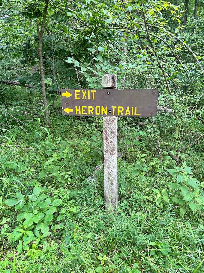 Even the trail signs here have character, pointing you toward adventure with cheerful yellow arrows of possibility.