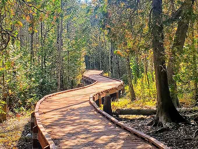 Boardwalks like this protect the delicate ecosystem while giving you front-row seats to nature's show.
