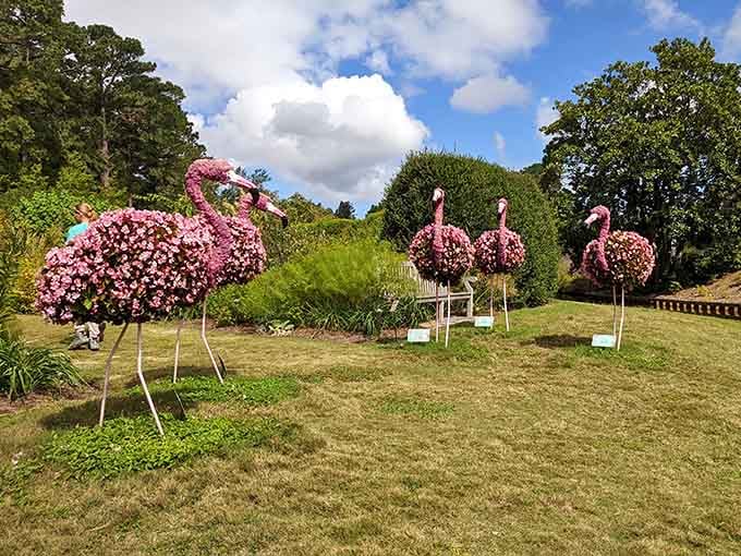 Pink flamingo topiaries stand proudly on the lawn, proving that whimsy and horticulture make excellent companions in gardens.