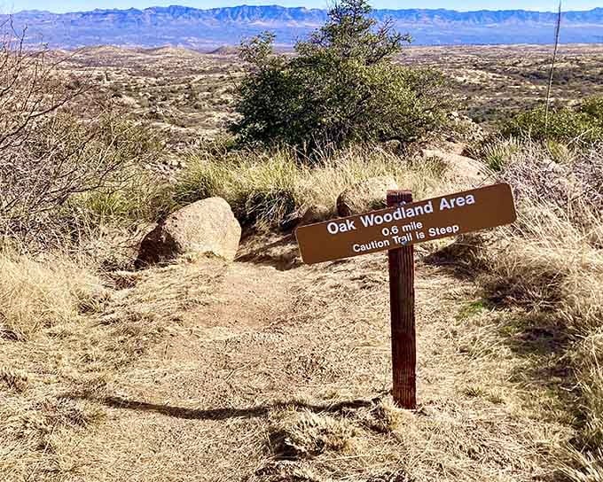 The oak woodland areas offer shaded respite and prove that Arizona ecosystems are wonderfully, surprisingly diverse beyond belief.