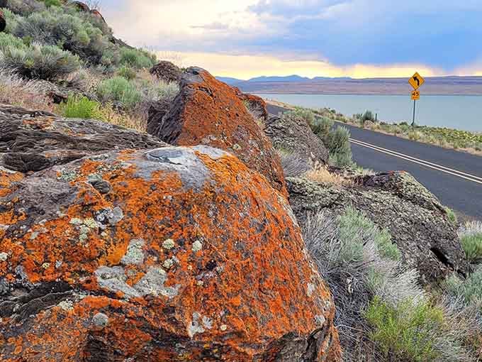 Orange lichen decorates roadside boulders like nature's graffiti, adding unexpected color to the high desert's muted palette.
