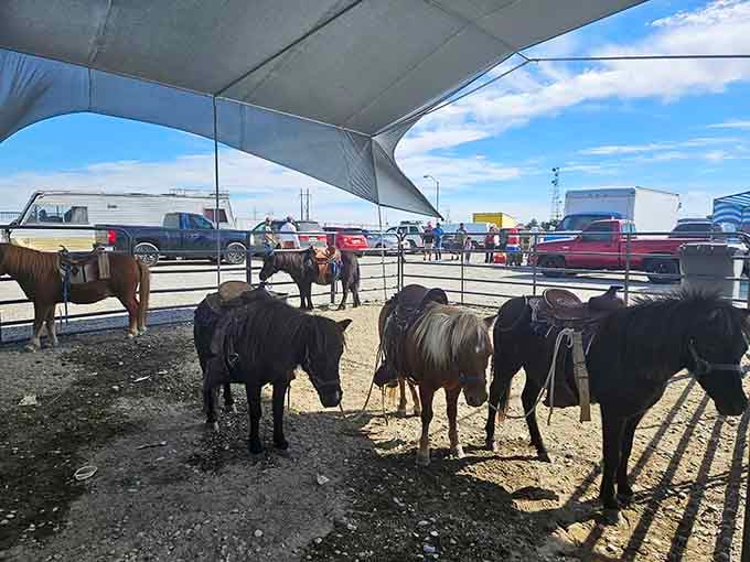 Even ponies show up to browse, making this the only market where livestock are legitimate customers.