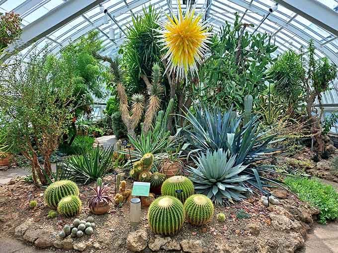 Desert plants thriving under glass, bringing southwestern vibes to Pennsylvania in the most unexpected delightful way possible.