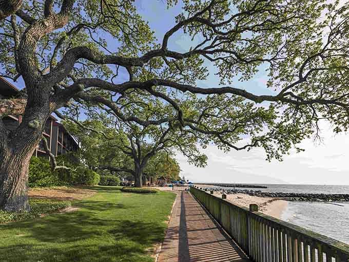 Live oaks create natural architecture that puts most human designers to shame, honestly.