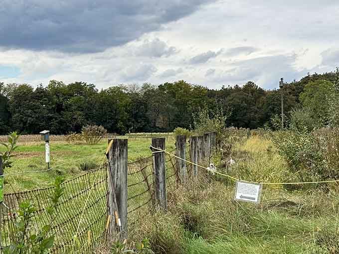 The fenced perimeter and wild grasses frame this quirky attraction in classic New England pastoral beauty.