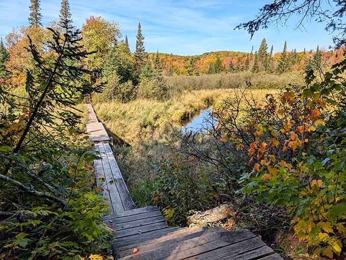 Wooden walkways guiding you deeper into wilderness, where every step feels like a small adventure unfolding naturally.