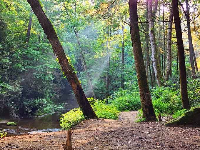 Morning mist rising through sun-dappled forest feels like walking into a Thomas Kinkade painting come to life, minus the cottage.