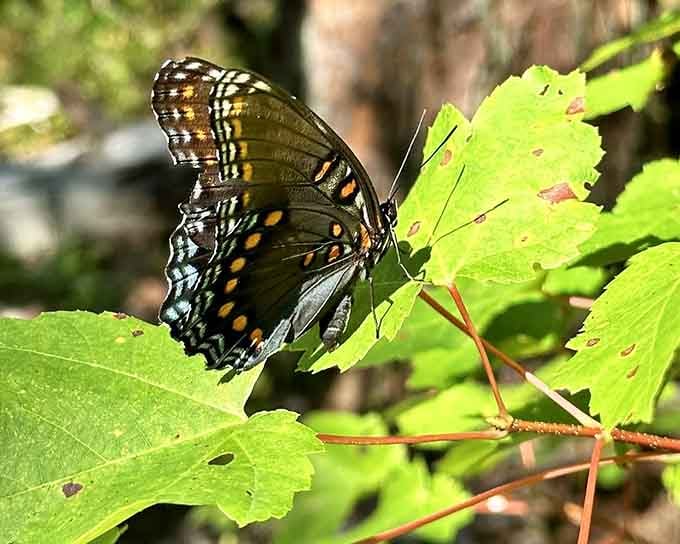 Butterflies patrol the trail like tiny, colorful guides, adding unexpected beauty to the rocky terrain.