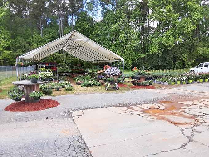 Roadside charm meets garden center practicality where locals gather for plants, advice, and genuine neighborly conversation.
