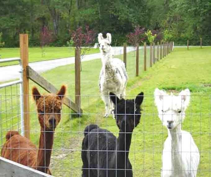 The welcoming committee at the fence, ready to evaluate whether you're worthy of their precious alpaca time today.