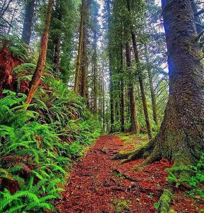 The forested trail feels like walking through a fairy tale, complete with ferns and moss-covered everything.