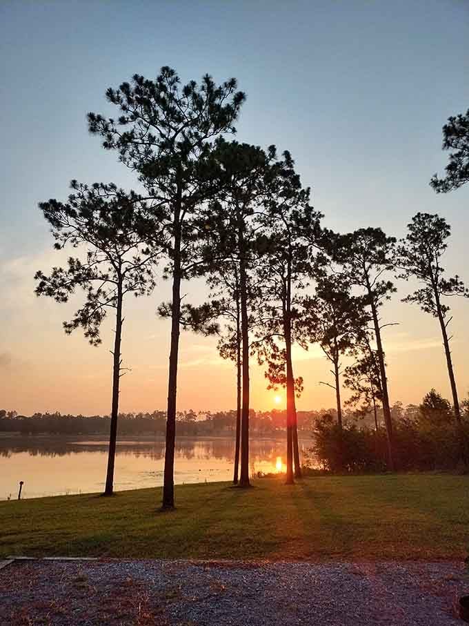 Sunset through the pines creates that golden hour magic photographers dream about and the rest of us just enjoy.