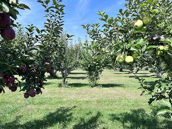 Orchards where you can pick apples while surrounded by the kind of scenery that makes Wisconsin truly special.