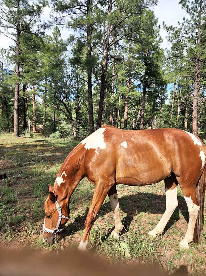 Horses graze peacefully among the pines, living their best life in an equestrian paradise you can actually afford.