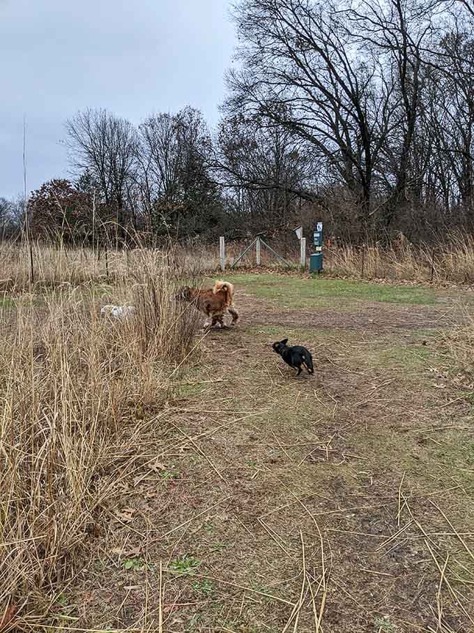 Even the dog park gets scenic views because apparently Spring Green believes every resident deserves beautiful surroundings, including furry ones.