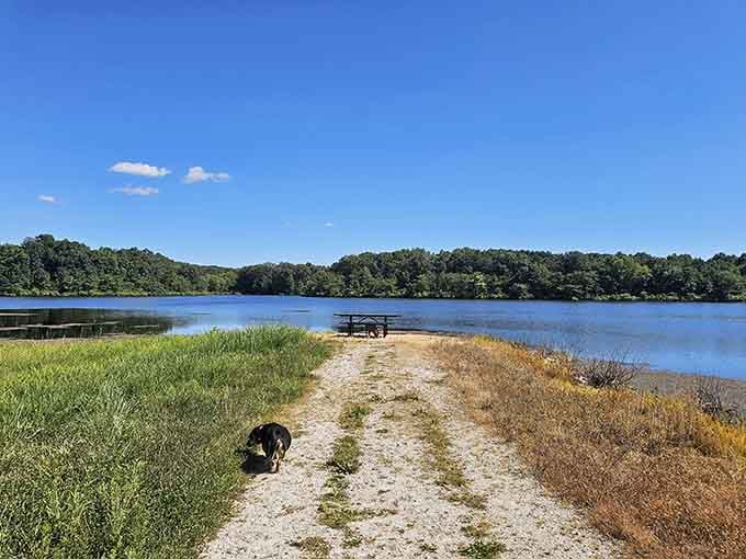 August A. Busch Memorial Conservation Area offers peaceful waterside moments where nature does all the heavy lifting.
