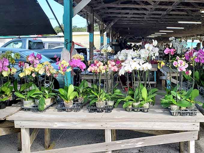Orchids blooming in every color, ready to make your home look like you actually know what you're doing with plants.