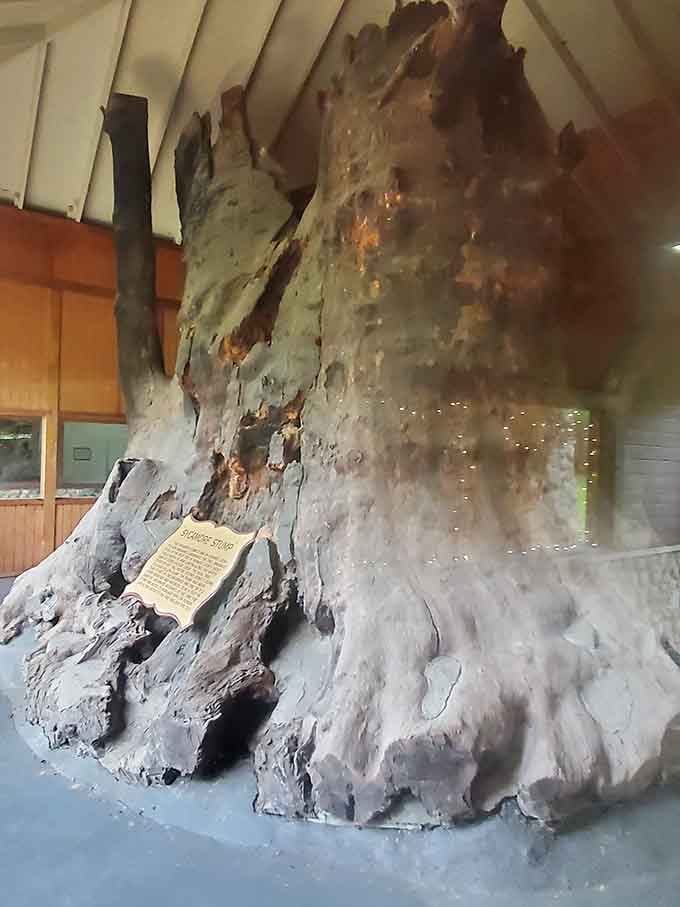 The weathered wood and dramatic splits showcase the raw power of the storms that finally brought this giant down.