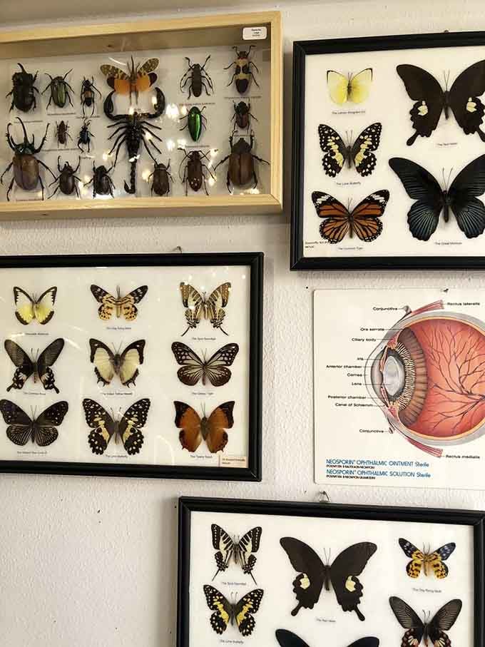 Framed insects and butterflies transform creatures we usually swat into stunning works of natural art worth displaying.