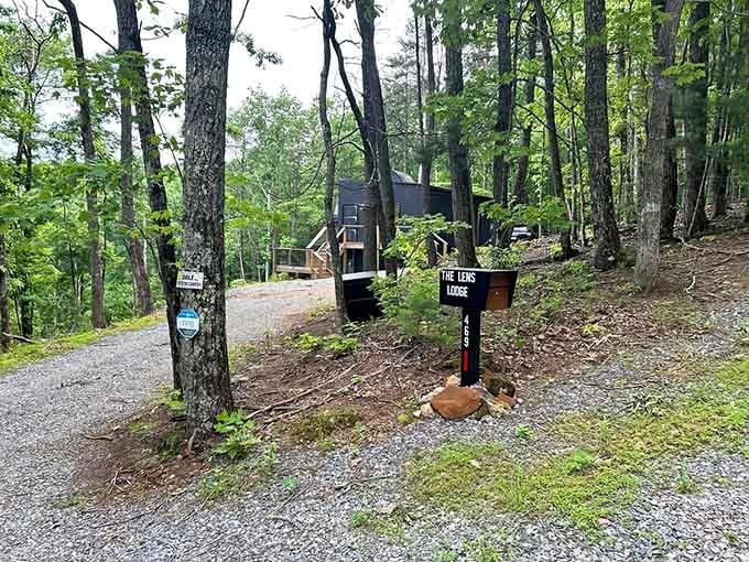 The teal accent band wraps the structure like vintage camera trim while forest surroundings provide natural privacy all around.