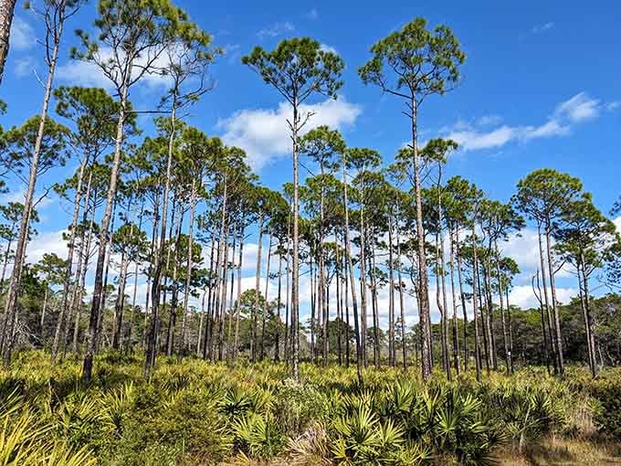 Towering longleaf pines and palmetto understory showcase the real Florida that existed long before the tourist brochures.