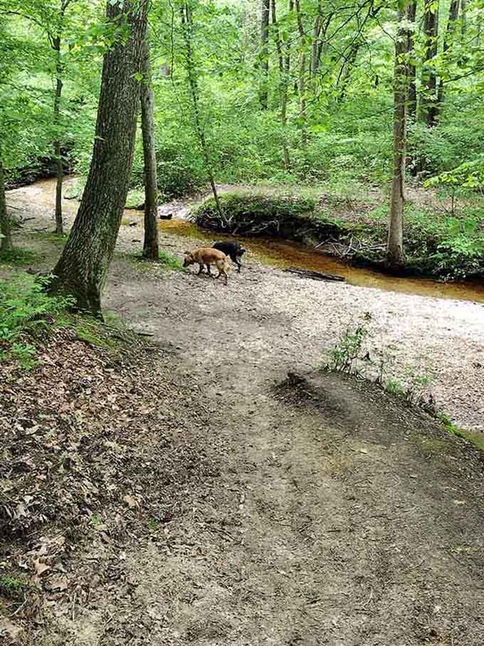 Even the local dogs know this creek crossing beats any fancy dog park back in the city.