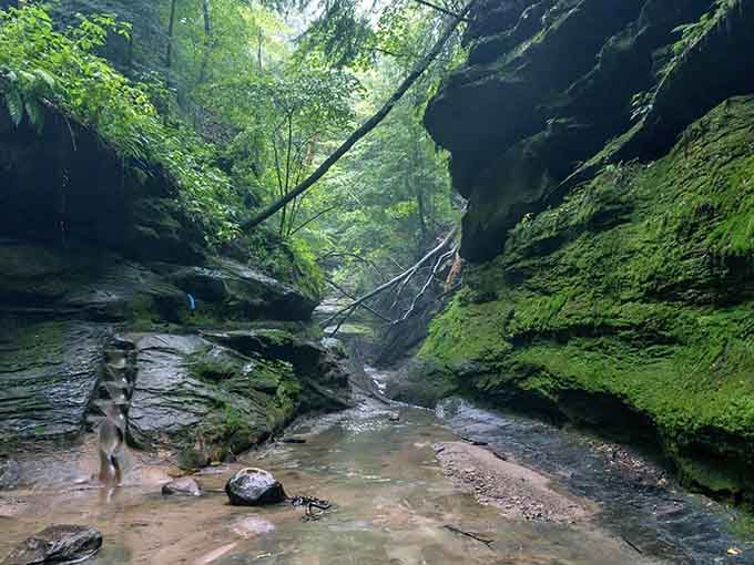 Towering walls embrace a shallow pool, where fallen logs rest like ancient sentinels guarding this secret canyon sanctuary.