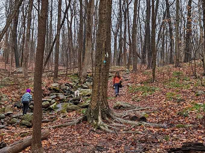 Rocky trails through autumn woods remind you that the best adventures often require actual effort, imagine that.