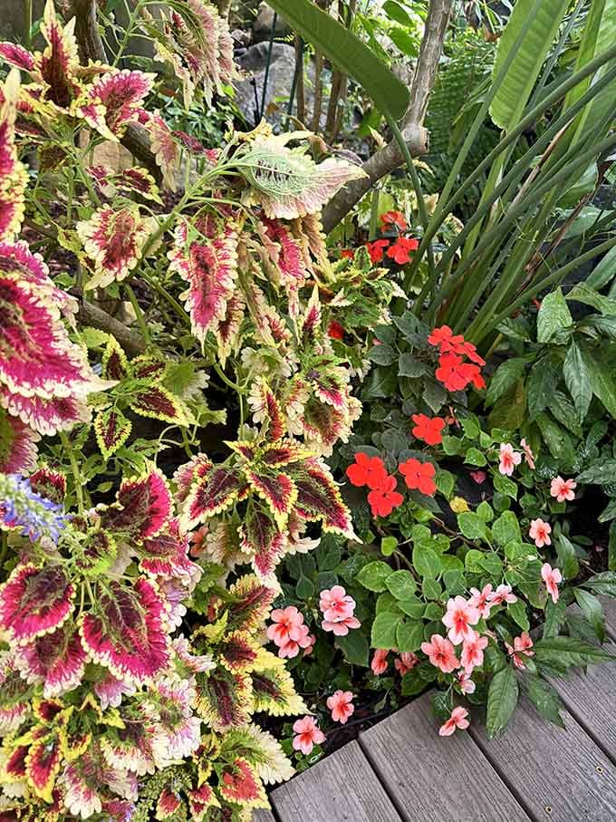 Coleus leaves burst with crimson patterns while impatiens add cheerful pops, creating a container garden masterclass.