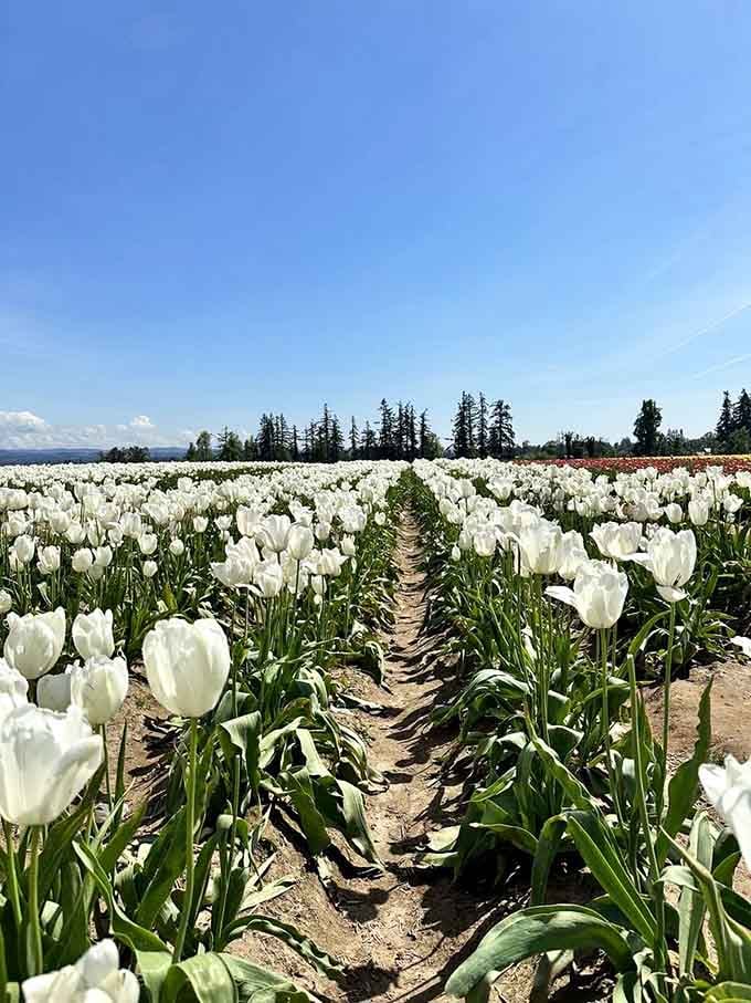 Pure white tulips stretching endlessly, proving that sometimes the simplest color makes the biggest statement.