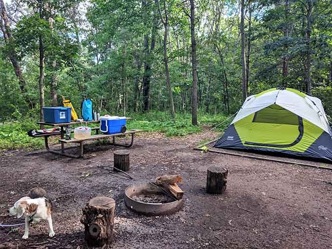 Your campsite setup looks pretty good when surrounded by trees instead of RVs and their humming generators all night.