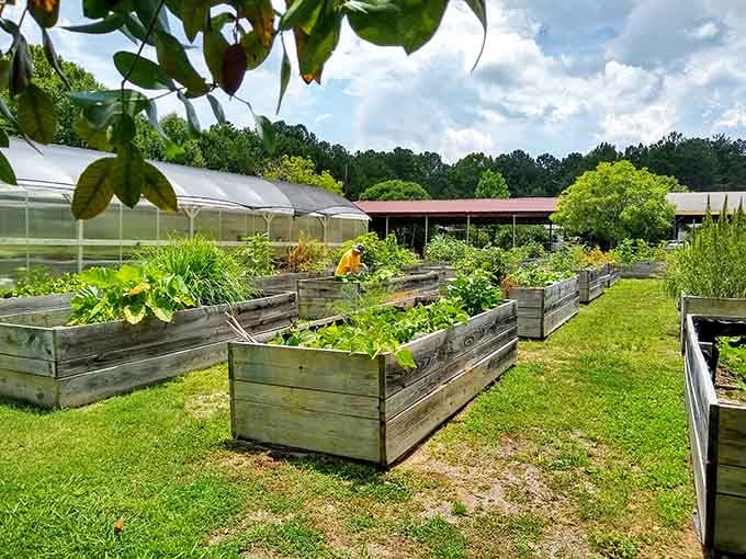 Community gardens where neighbors grow food together, proving the best things in life still involve getting dirt under your nails.