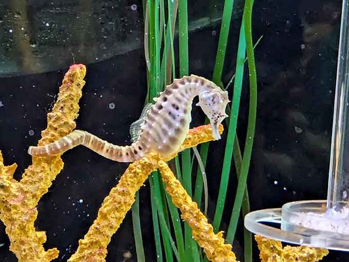 Seahorses proving that nature sometimes designs creatures that look like they were invented by a whimsical children's book illustrator.