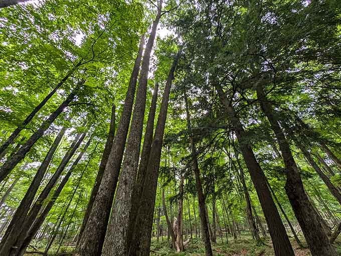 These towering trees have been standing guard longer than most of us have been alive, silent witnesses to countless adventures.