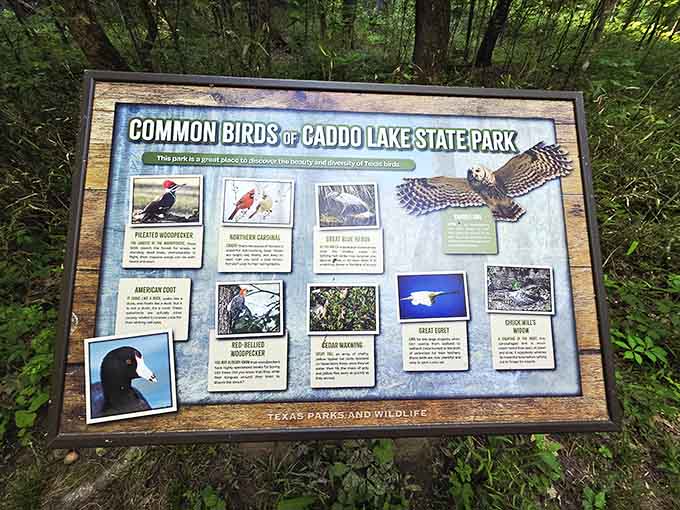 Educational displays introduce you to the feathered residents who call this wetland paradise their permanent home.