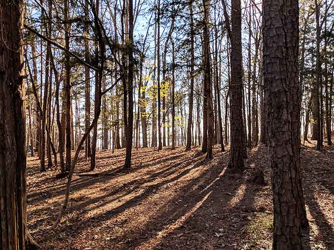 Late afternoon light through the pines creates nature's own cathedral, no admission fee or dress code required.