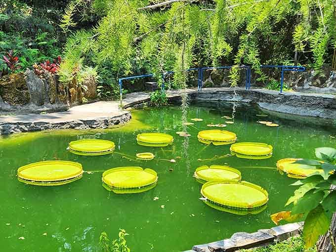 Giant lily pads float like nature's own dinner plates, minus the need for dishwashing afterward.