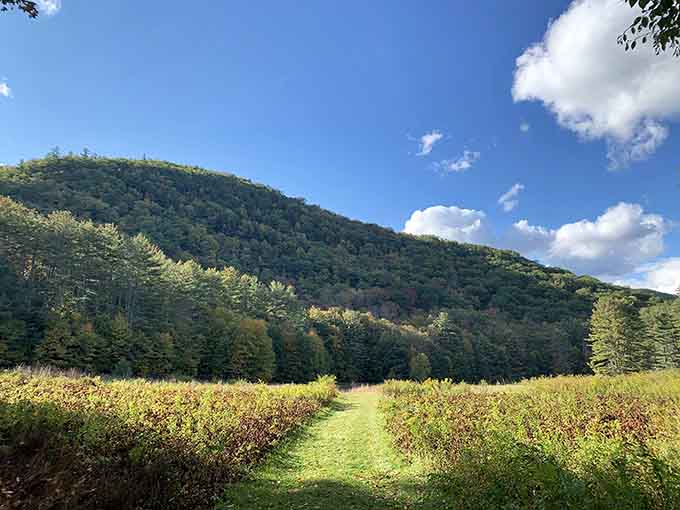 Open meadows backed by mountains create postcard views that cameras never quite capture as perfectly as memory.
