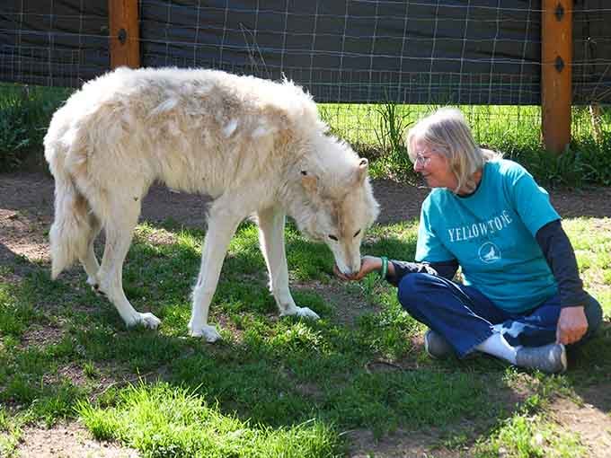 Hand-feeding a wolf creates the kind of story that makes every future dinner party infinitely more interesting.